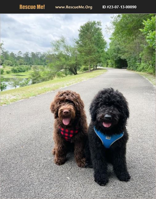 ADOPT 23071300090 ~ Portuguese Water Dog Rescue ~ The Woodlands, TX