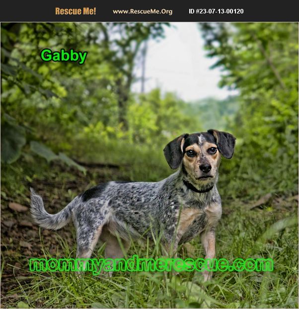 ADOPT 23071300120 ~ Beagle Rescue ~ Mount Carmel, PA