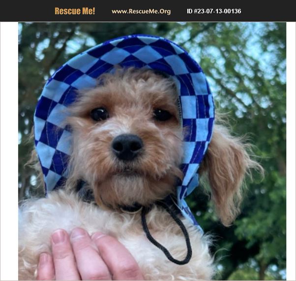 ADOPT 23071300136 ~ Bichon Frise Rescue ~ Union Grove, WI