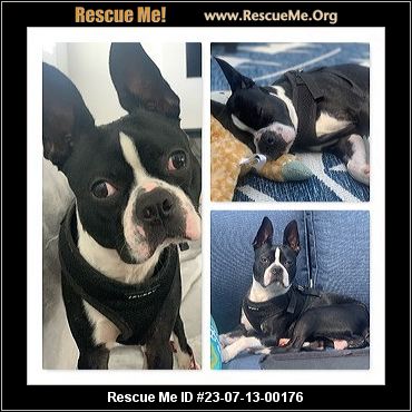 - Virginia Boston Terrier Rescue - ADOPTIONS - Rescue Me!
