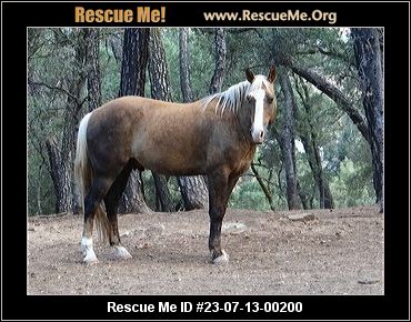 - California Horse Rescue - ADOPTIONS - Rescue Me!