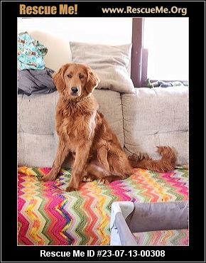 - Ohio Golden Retriever Rescue - ADOPTIONS - Rescue Me!