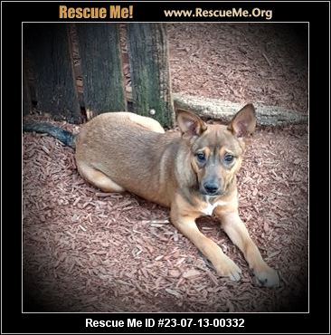 - Delaware Dog Rescue - ADOPTIONS - Rescue Me!