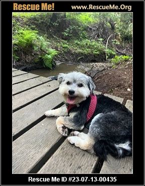 - California Yorkie Rescue - ADOPTIONS - Rescue Me!