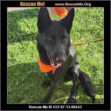 - New Mexico Dog Rescue - ADOPTIONS - Rescue Me!