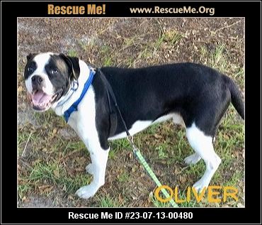 - Florida Boxer Rescue - ADOPTIONS - Rescue Me!