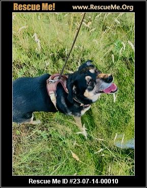 - Washington Australian Shepherd Rescue - ADOPTIONS - Rescue Me!