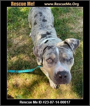 - California American Bulldog Rescue - ADOPTIONS - Rescue Me!