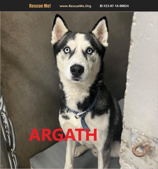 ADOPT 23071400024 ~ Siberian Husky Rescue ~ Phoenix, AZ
