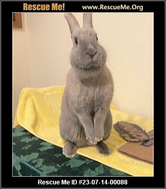 - Illinois Rabbit Rescue - ADOPTIONS - Rescue Me!
