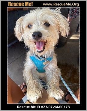 - California Yorkie Rescue - ADOPTIONS - Rescue Me!