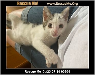 - South Carolina Cat Rescue - ADOPTIONS - Rescue Me!