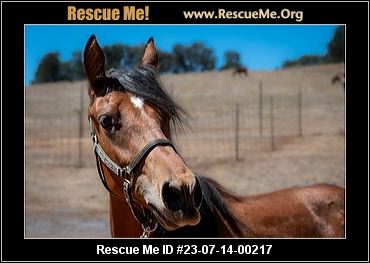 - California Horse Rescue - ADOPTIONS - Rescue Me!