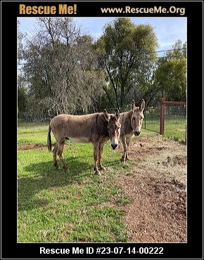 - California Horse Rescue - ADOPTIONS - Rescue Me!