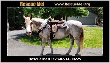 - California Horse Rescue - ADOPTIONS - Rescue Me!