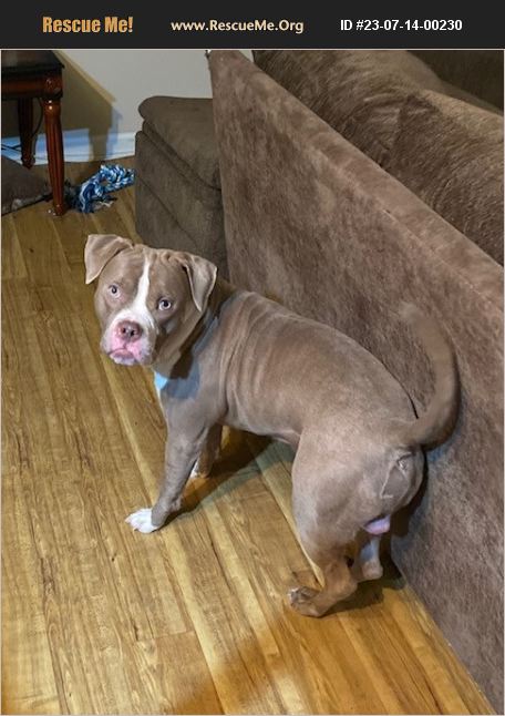 ADOPT 23071400230 ~ Pit Bull Rescue ~ Baton Rouge, LA