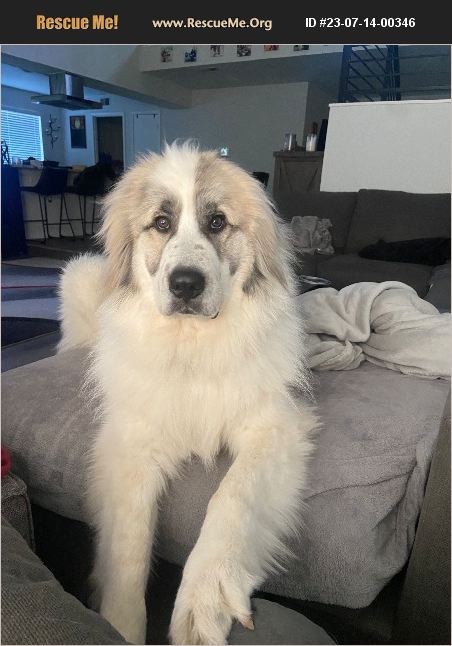 ADOPT 23071400346 ~ Great Pyrenees Rescue ~ Austin, TX
