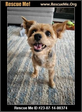 - Virginia Yorkie Rescue - ADOPTIONS - Rescue Me!