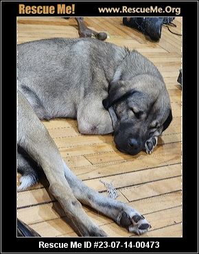 - New Hampshire Dog Rescue - ADOPTIONS - Rescue Me!