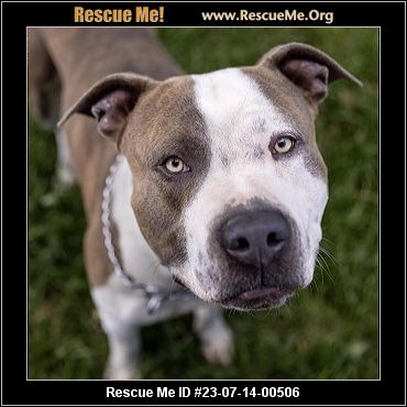 - California Pit Bull Rescue - ADOPTIONS - Rescue Me!