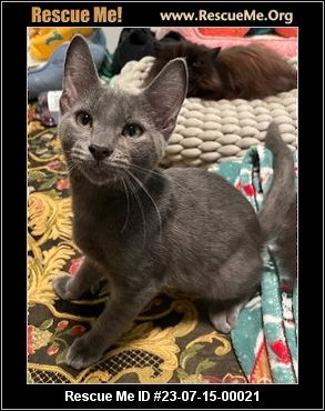 - Virginia Cat Rescue - ADOPTIONS - Rescue Me!