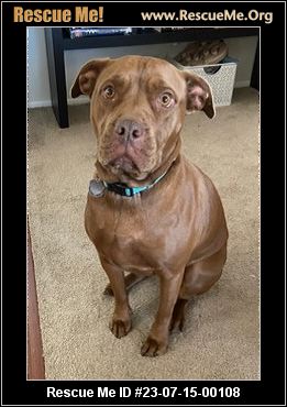 - Colorado Pit Bull Rescue - ADOPTIONS - Rescue Me!