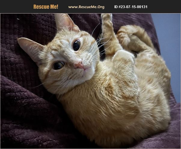 ADOPT 23071500131 ~ American Shorthair Rescue ~ Charlotte, NC