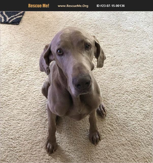 ADOPT 23071500136 ~ Weimaraner Rescue ~ Perris, CA