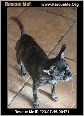 - Ohio Boston Terrier Rescue - ADOPTIONS - Rescue Me!