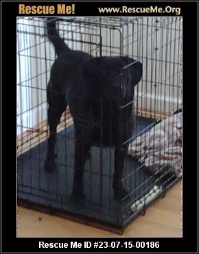 - West Virginia Dog Rescue - ADOPTIONS - Rescue Me!