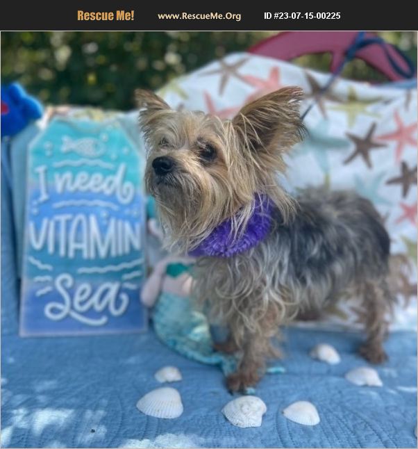 ADOPT 23071500225 ~ Yorkie Rescue ~ Sebring, FL