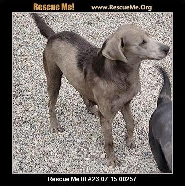 - Wisconsin Dog Rescue - ADOPTIONS - Rescue Me!