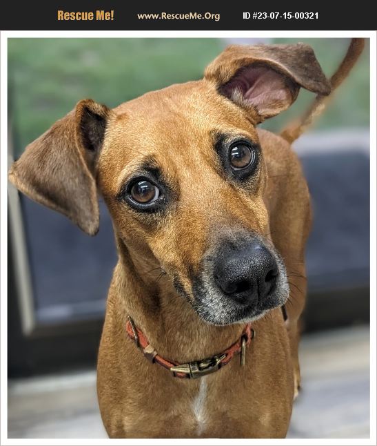 ADOPT 23071500321 ~ Miniature Pinscher Rescue ~ Tavares, FL