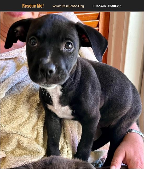 ADOPT 23071500336 ~ Chesapeake Bay Retriever Rescue ~ Pasadena, CA