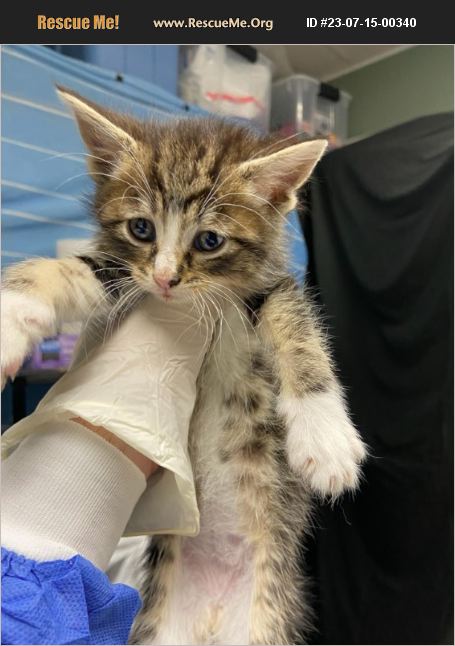 ADOPT 23071500340 ~ Domestic Cat Rescue ~ Chicago, IL