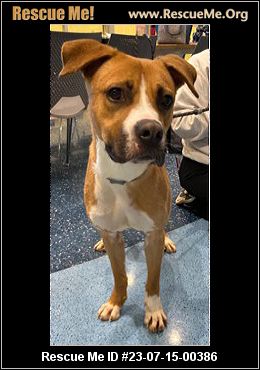 - Florida Boxer Rescue - ADOPTIONS - Rescue Me!