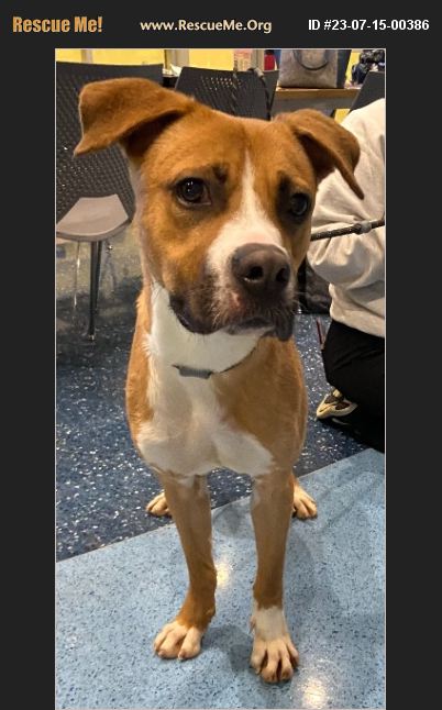 ADOPT 23071500386 ~ Boxer Rescue ~ Doral, FL