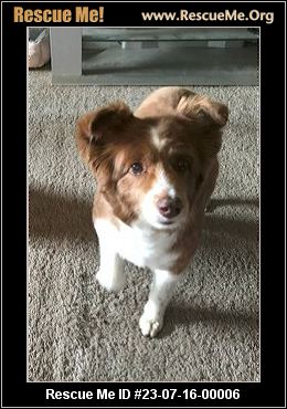 - North Carolina Australian Shepherd Rescue - ADOPTIONS - Rescue Me!