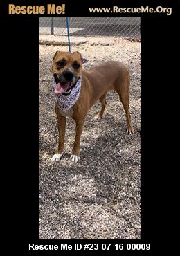 - Arizona Boxer Rescue - ADOPTIONS - Rescue Me!