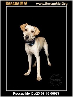 - Rhode Island Dog Rescue - ADOPTIONS - Rescue Me!