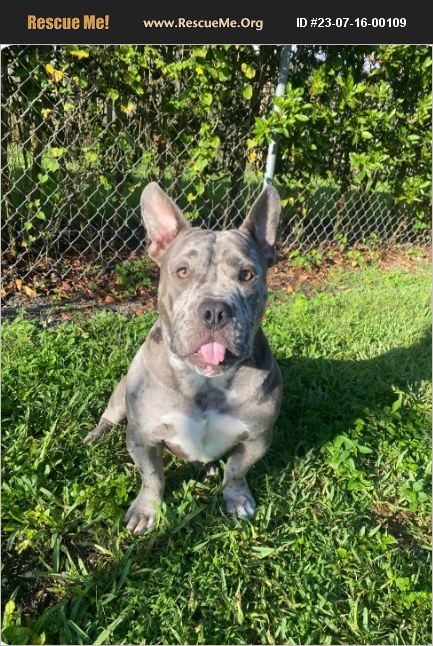 ADOPT 23071600109 ~ French Bulldog Rescue ~ Boca Raton, FL
