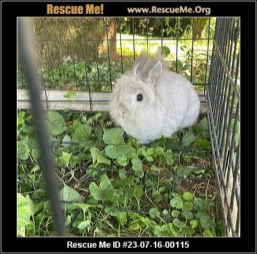 - Virginia Rabbit Rescue - ADOPTIONS - Rescue Me!