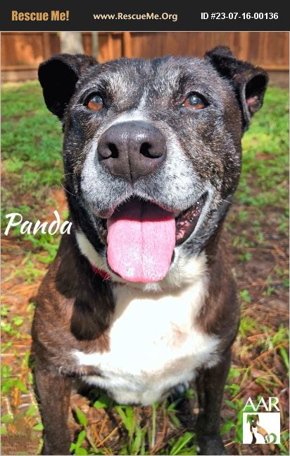 ADOPT 23071600136 ~ American Staffordshire Terrier Rescue ~ Magnolia, TX