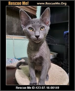 - California Russian Blue Rescue - ADOPTIONS - Rescue Me!