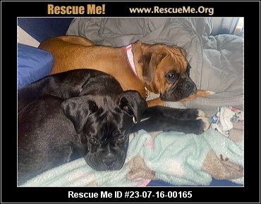 - Illinois Boxer Rescue - ADOPTIONS - Rescue Me!