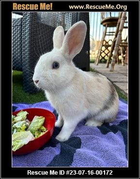 - California Rabbit Rescue - ADOPTIONS - Rescue Me!