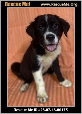 - New Jersey Border Collie Rescue - ADOPTIONS - Rescue Me!