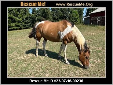 - Georgia Horse Rescue - ADOPTIONS - Rescue Me!