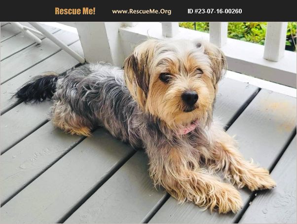 ADOPT 23071600260 ~ Silky Terrier Rescue ~ Raleigh, NC