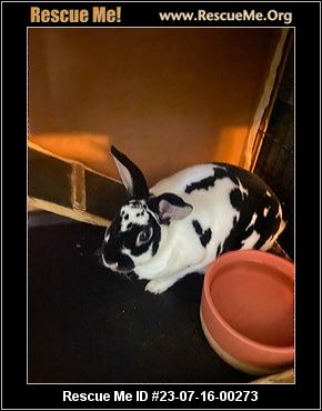 - Illinois Rabbit Rescue - ADOPTIONS - Rescue Me!
